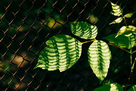 MongoDB Explain Using PMM QAN For MongoDB Query Analytics
