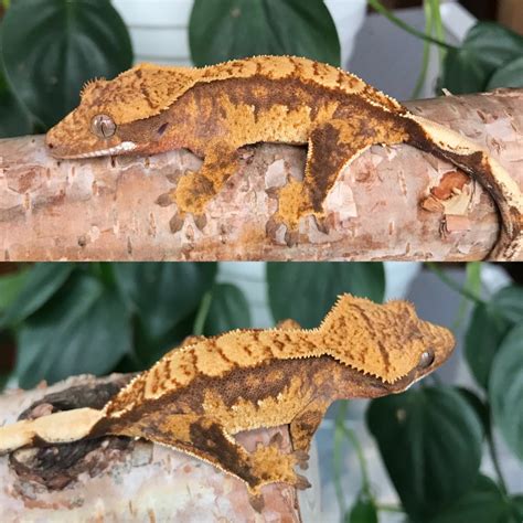 Harlequin Crested Gecko By Charlenes Cresties Morphmarket