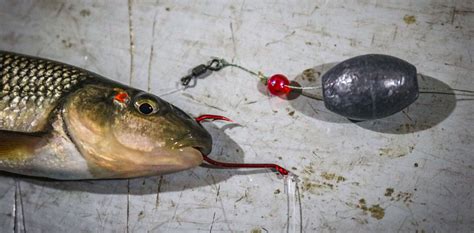 How To Rig Big Chubs For Fall Walleye Complete Guide Target Walleye