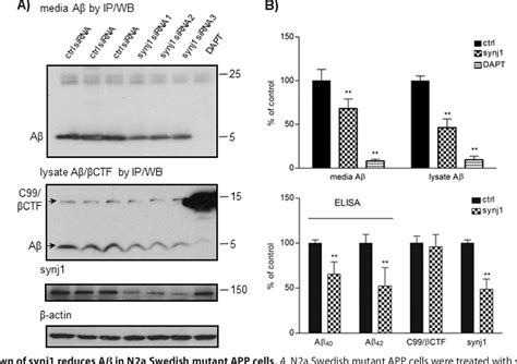 Figure 1 From Reduction Of Synaptojanin 1 Accelerates Aβ Clearance And Attenuates Cognitive