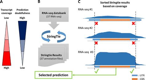 Schematic Description Of The Successive Coverage Values SCV Download Scientific Diagram