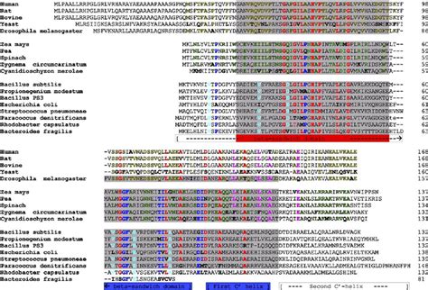 Sequence Alignment Of Atp Synthase Subunit ε Mitochondrial δ From