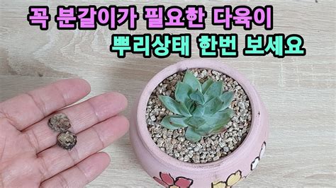 다육이♡ 꼭 분갈이가 필요한 다육이 뿌리상태 보세요💓💓 Youtube