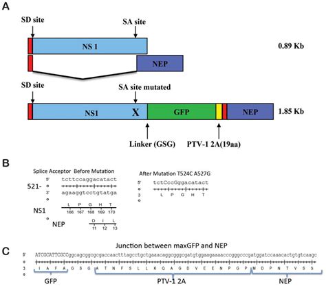 Insertion Of A Gfp Reporter Gene In Influenza Virus Pmc