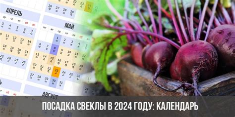 Посадка свеклы в 2024 году когда сажать календарь