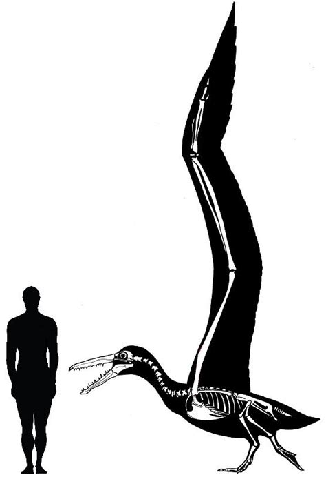 Pelagornis Facts Habitat Diet Fossils Pictures