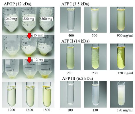 Solubility Limit Evaluation For Native Antifreeze Proteins Afp I Iii