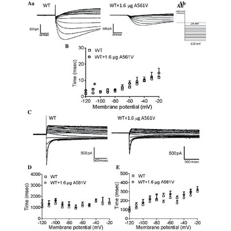 Steady State Inactivation And Time Courses Of Inactivation Analysis