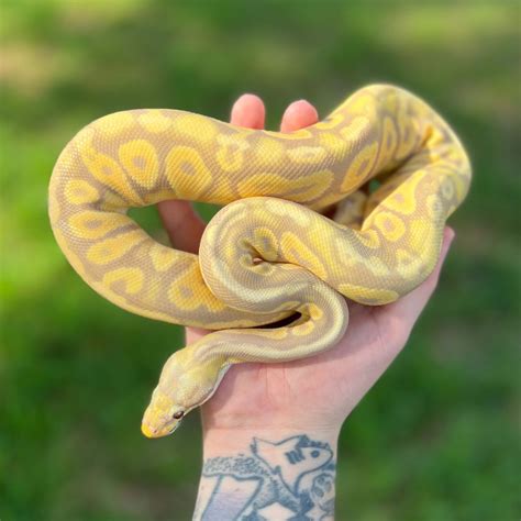 Ball Python