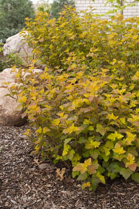 Ninebark Amber Jubilee ®
