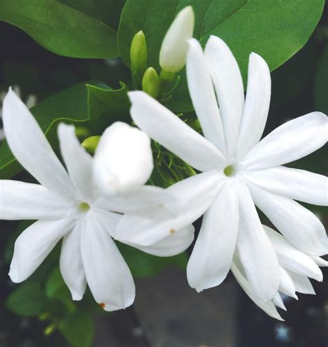 White Jasmine Bush
