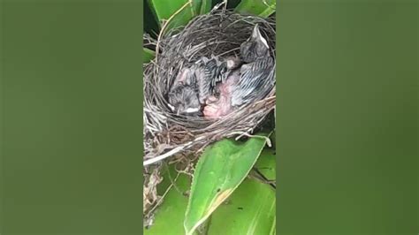 කුරුලු පැටවුන් 🐣 Youtube