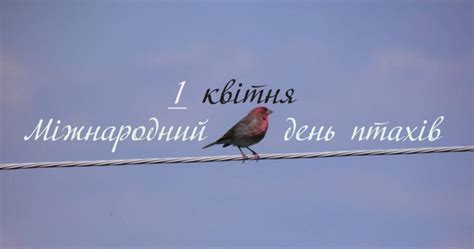 1 квітня Міжнародний день птахів Презентація Виховна робота