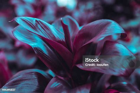 열대 환경과 숲에서 다른 이국적인 식물 2020 추세의 색상 아쿠아 멘테 무성한 용암과 팬텀 블루 분홍색 식물 꽃 잎과 열대 녹색 색상 뉴저지에 대한 스톡 사진 및 기타