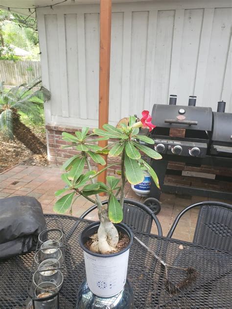 My Succulent Buddy R Gardening
