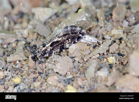 European Grain Worm Or European Grain Moth Nemapogon Granella Is A