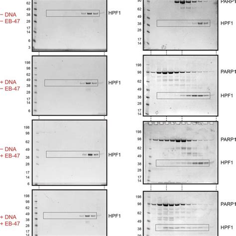 Analytical Sec Analysis Of Hpf1parp1 Interaction Uncropped Sdspage