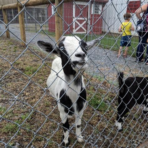 Oley Turnpike Dairy Diner 6213 Oley Turnpike Rd