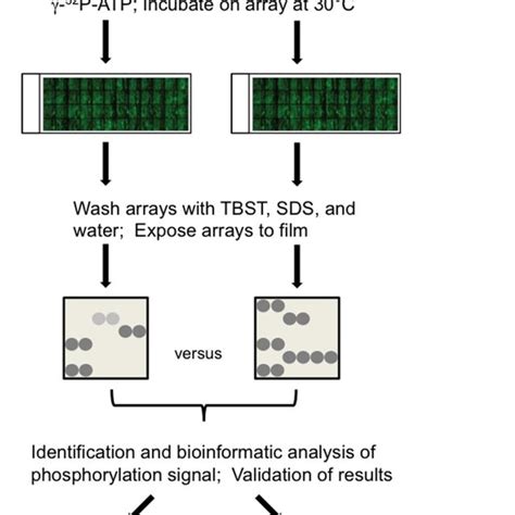 the principle of reverse phase protein microarrays rppa a protein