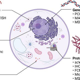 Singlecell Proteomics In Identifying Cancer Hallmarks Based On Download Scientific Diagram