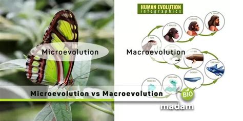 Difference Between Microevolution And Macroevolution Artofit