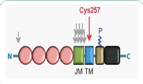 Figure 1 From Characterization Of Oral Derived Neural Crest Derived Stem Cell Populations
