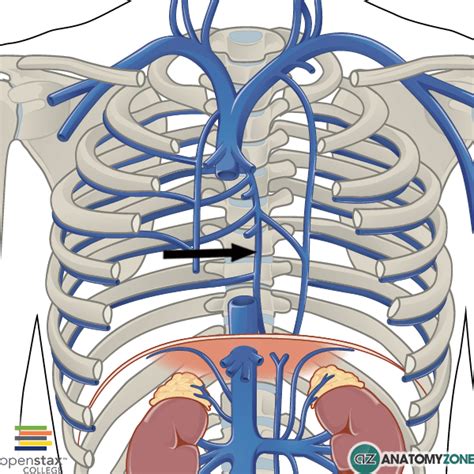 Azygos Vein Anatomyzone