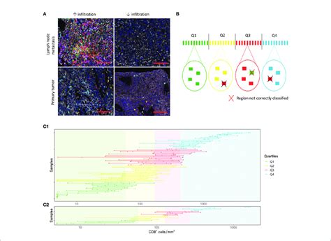 Spatial Heterogeneity A Spatial Heterogeneity In A Lymph Node