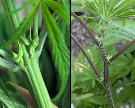 Chill The Easy Guide To Spotting Malefemale Cannabis Plants