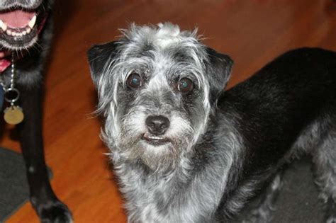 ♥dd♥ 488 Mini Ratzer Miniature Schnauzer And American Rat Terrier Rat