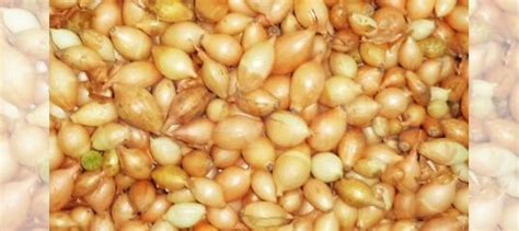 Лук севок Геркулес (Голландия) купить в Перми | Товары для дома и дачи ...