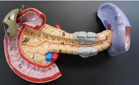 Aandp Ii Lab Pancreas Diagram Quizlet