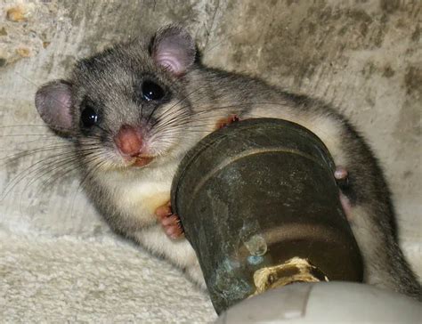 What Animals Hibernate And What Happens During Hibernation