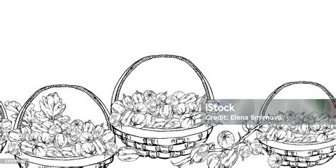 구스베리 건포도 짠 바구니에 잎 벡터 잉크에 그려진 손 흩어져있는 익은 고르는 베리 수확 고립된 이음새가 없는 기치 디저트 카페 메뉴 요리책 공예 파머스 마켓 원예 개체