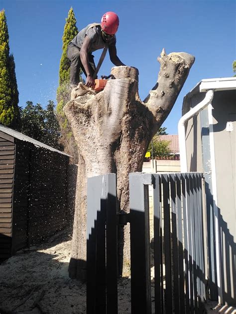 What Is The Typical Timeframe For A Tree Felling Project