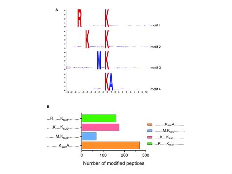 Motif Analysis Of Lysine Succinylation Sites A Sequence Logos Of