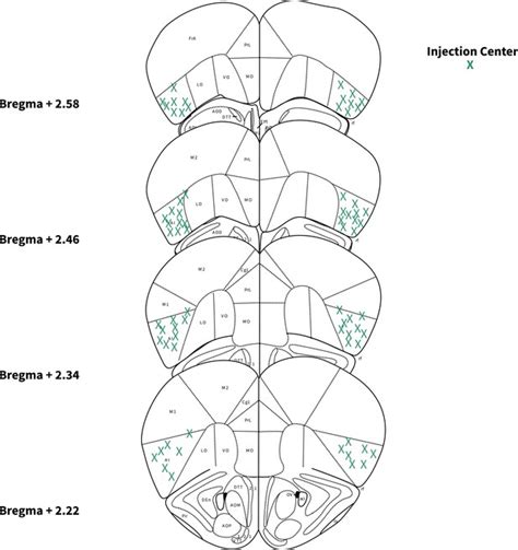 Figures And Data In The Role Of Anterior Insular Cortex Inputs To Dorsolateral Striatum In Binge