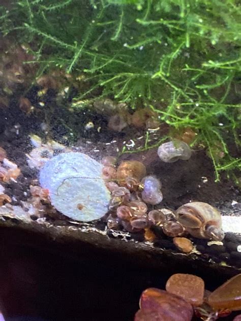 You Know You Have A Pest Snail Problem When You Wake Up In The Morning