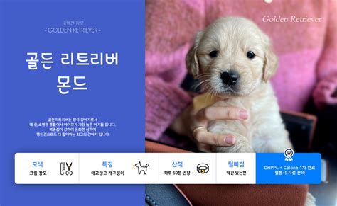 강아지무료분양강아지책임분양골든리트리버 골든리트리버 몬드