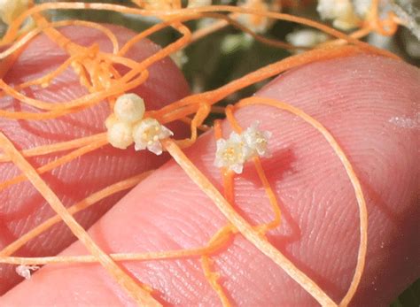 Washington State Noxious Weed Control Board