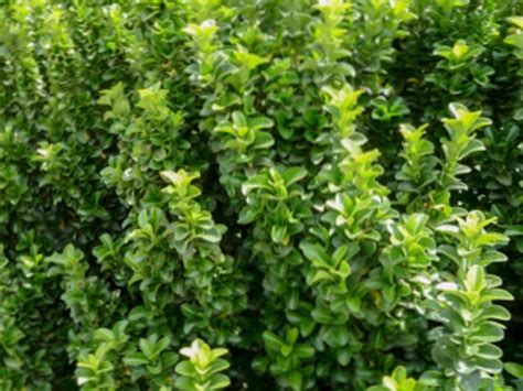 Euonymus Japonicus Microphyllus Euojapmic Box Leaf Euonymus Box Leaf