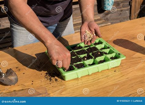 Woman Planting Green Corn Seeds In Fertile Soil Garden Stock Image