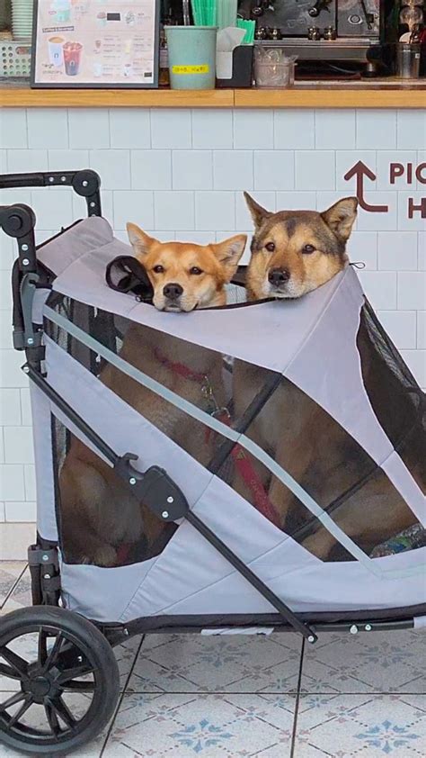 댓글 중에 괜히 찡하고 그래 이게 내가 하고 싶던 말이야 싶은 글을 써주셨더라구요🥹 펫 유모차 당연히 승차감 주행감 편안한 내부 편리한 접이식 다 중요하죠