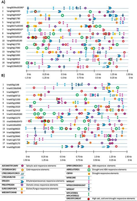 Cis Regulatory Stress Responsive Elements Identified In The 1 5 Kb