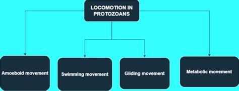What Is Meant By Amoeboid Movement Methods Of Locomotion In Protozons Bio Help Learning
