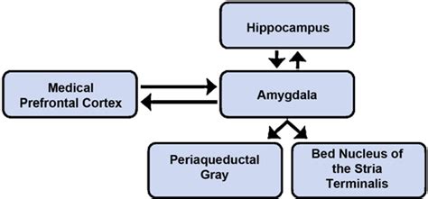 Figure 2 From Neuroscience And Biobehavioral Reviews Semantic Scholar