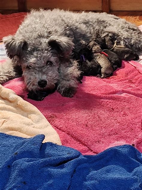 Pumi Puppies For Sale