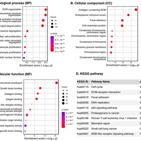 Go And Kegg Pathway Enrichment Analysis Of The Downregulated Degs Dot Download Scientific