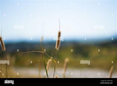 Detail Of Zacate Buffel Or Zacare Bufe In Hermosillo Sonora Mexico Photo By Sergio Vega