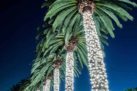Navidad En Palm Canyon Drive